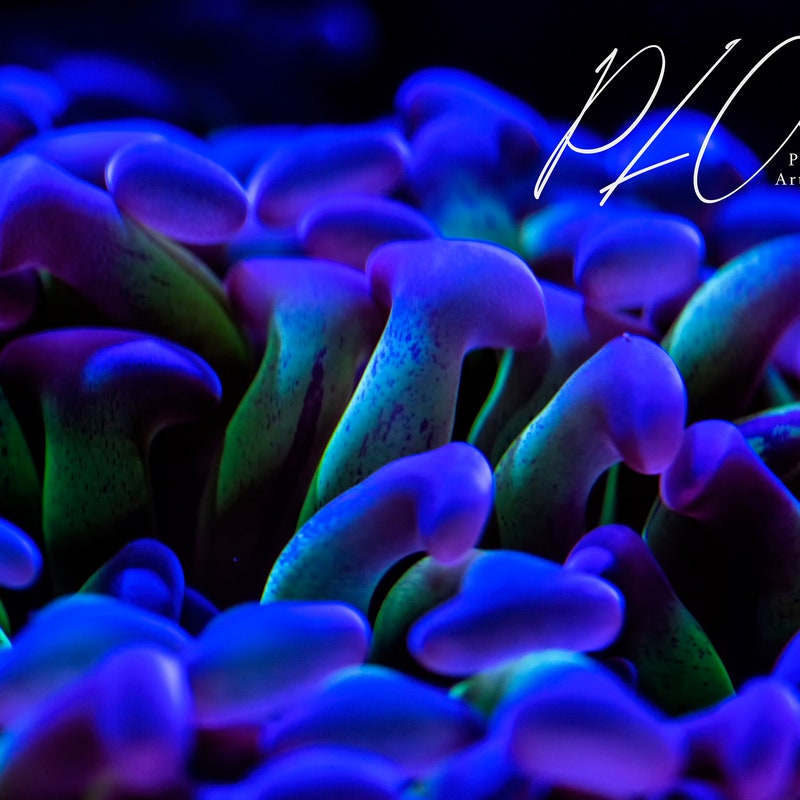 Coral Print - Etsy