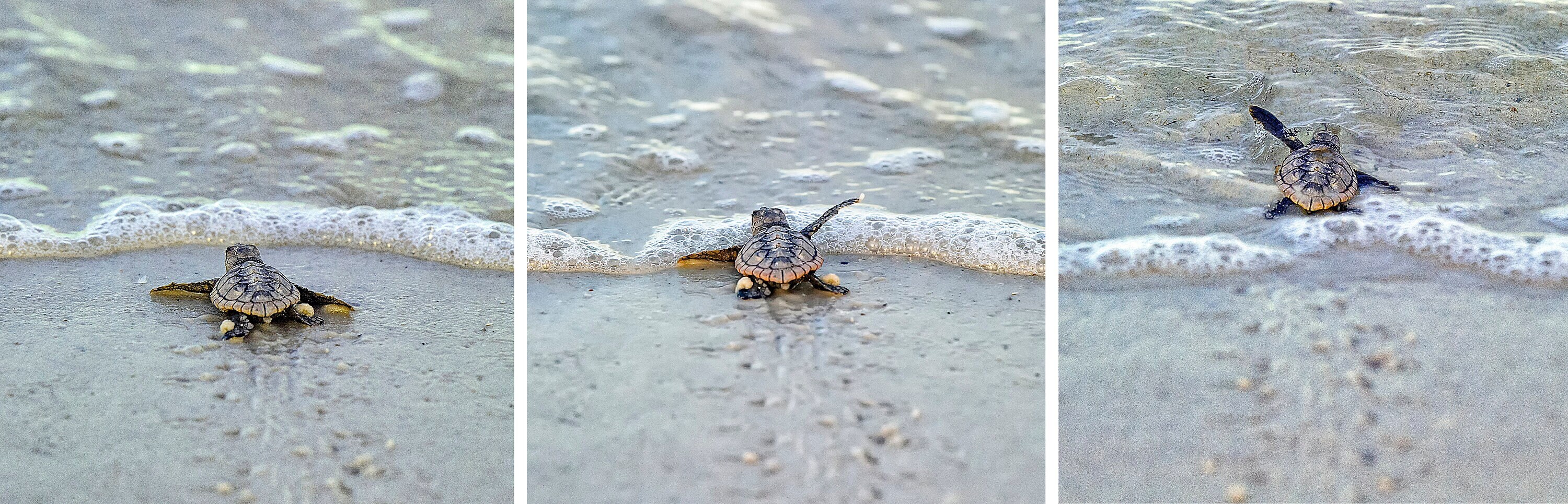 Sea Turtle Print Baby Sea Turtle Sand Beach Baby Animal - Etsy