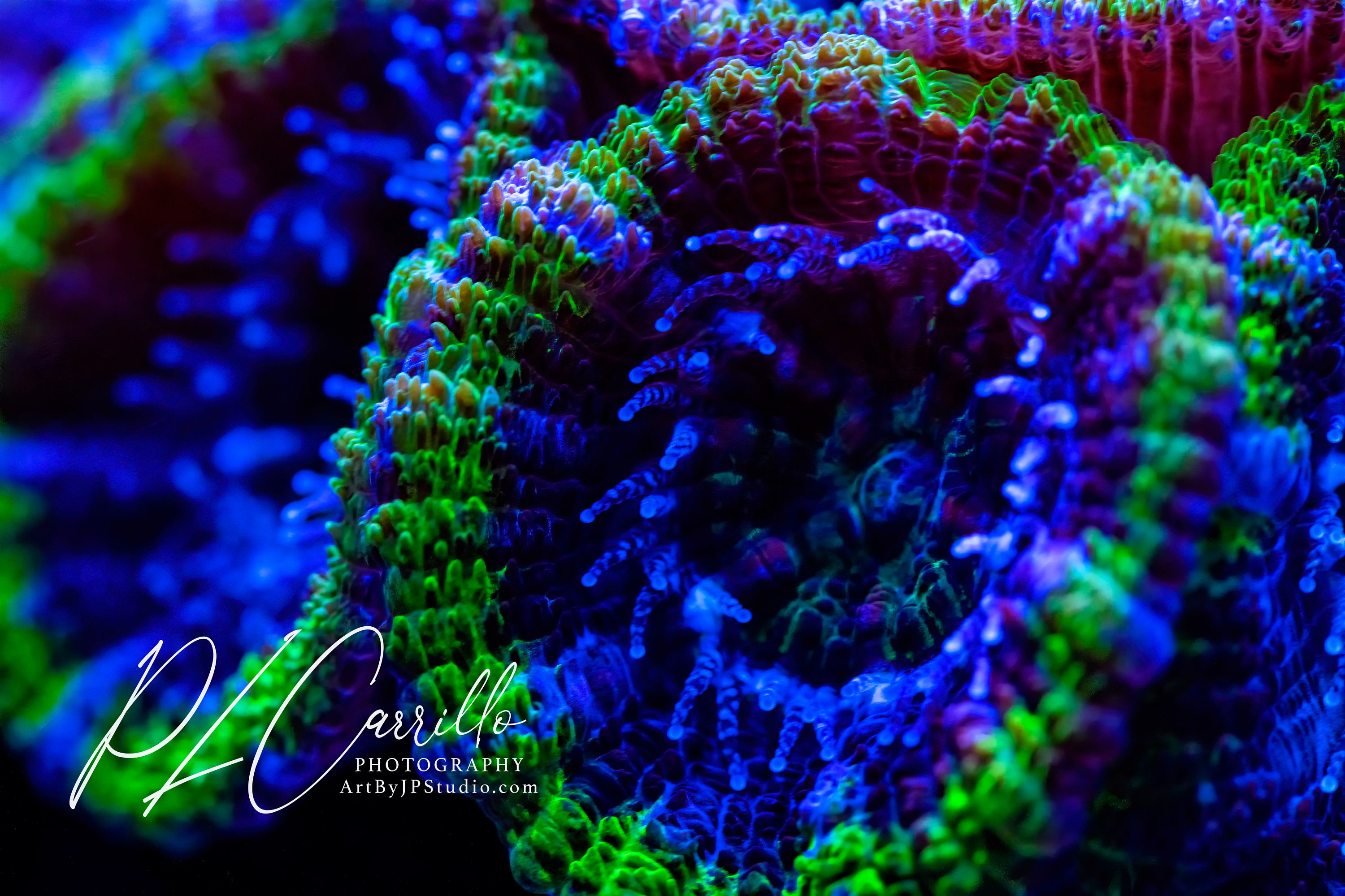 Micromussa Green Coral Print, Photo for Marine Reef Room Décor, Coral ...