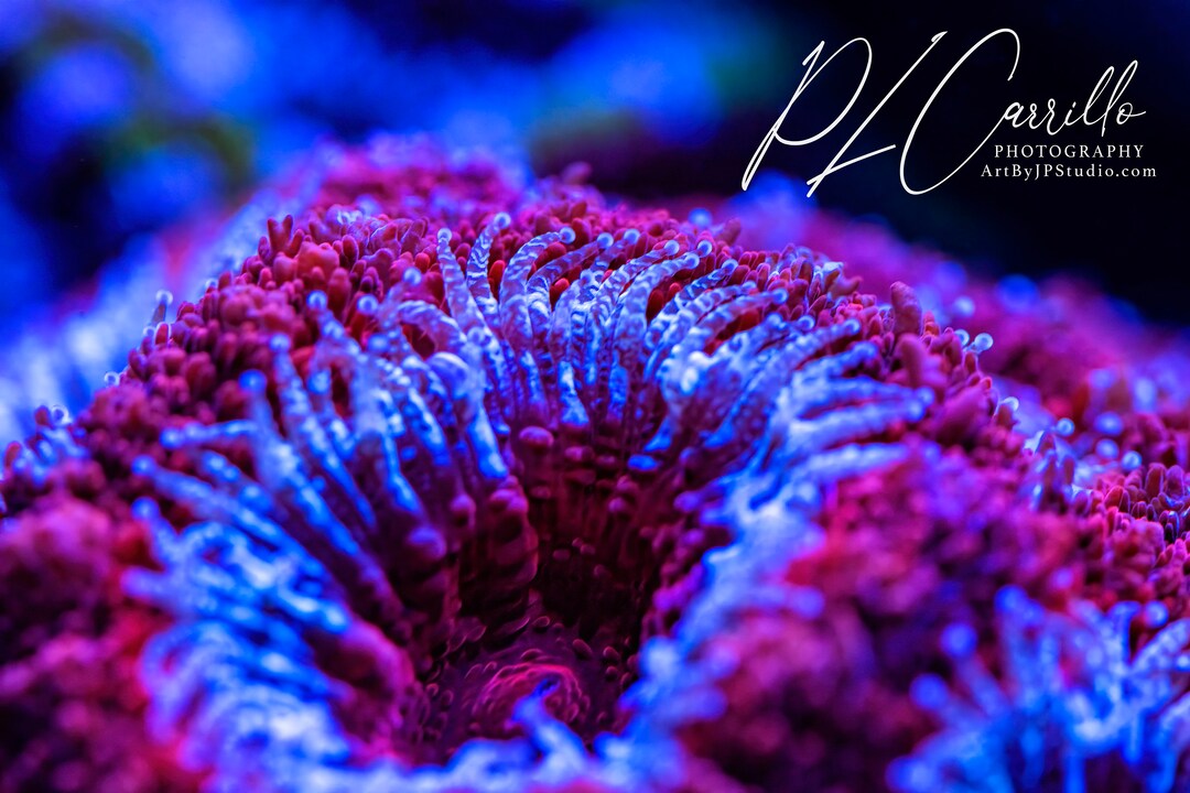 Micromussa Green Coral Print, Photo for Marine Reef Room Décor, Coral ...