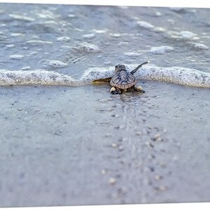 Sea Turtle Print, Baby Sea Turtle, Sand Beach, Baby Animal Nursery ...