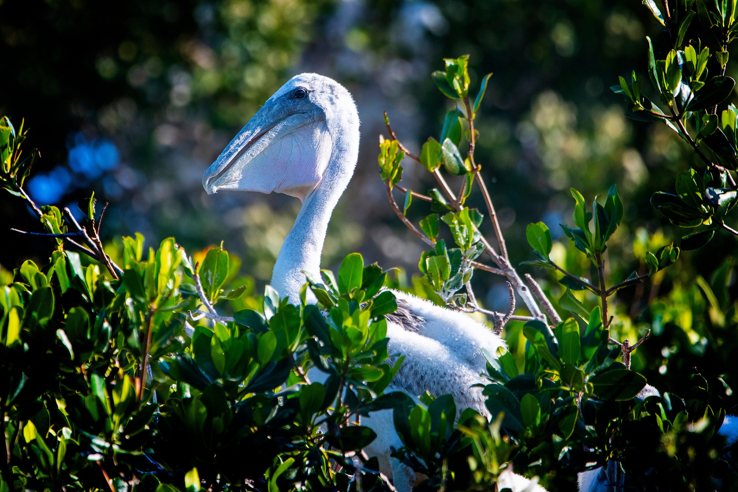 Baby Pelican