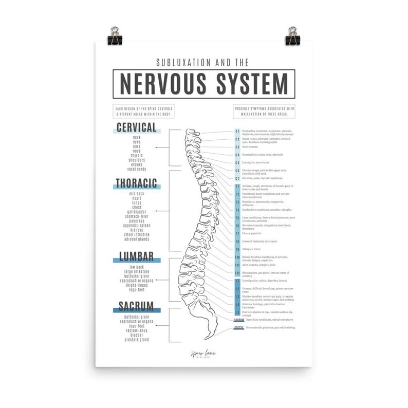 Chiropractic Nervous System Meric Chart // Blue // - Etsy Australia