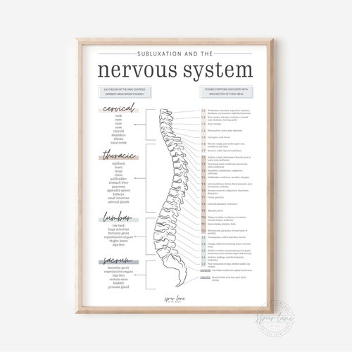 Chiropractic ANS Chart Nervous System Poster Subluxation - Etsy Australia