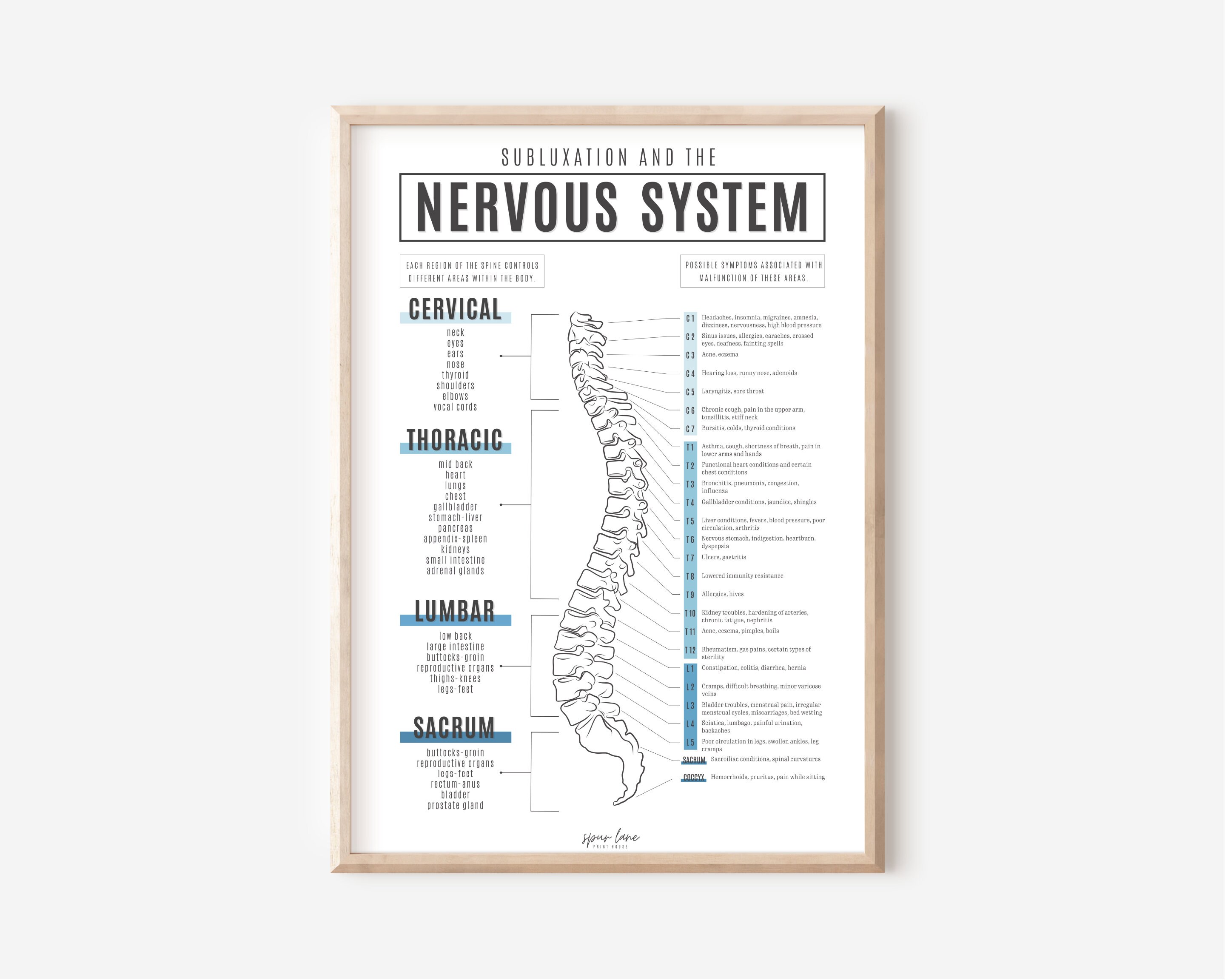 Chiropractic Nervous System Meric Chart // Blue // - Etsy
