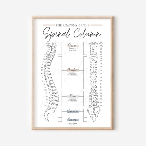 Spinal Column - Etsy
