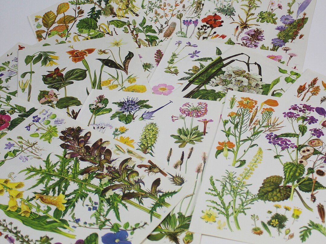 Vintage Botanical Book Pages. Wild Flowers of the World Pack of 20 for ...