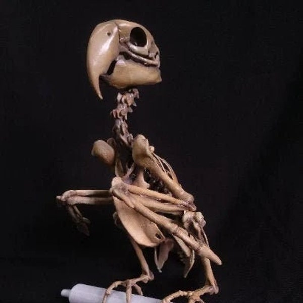 Pirate Skeleton - Etsy