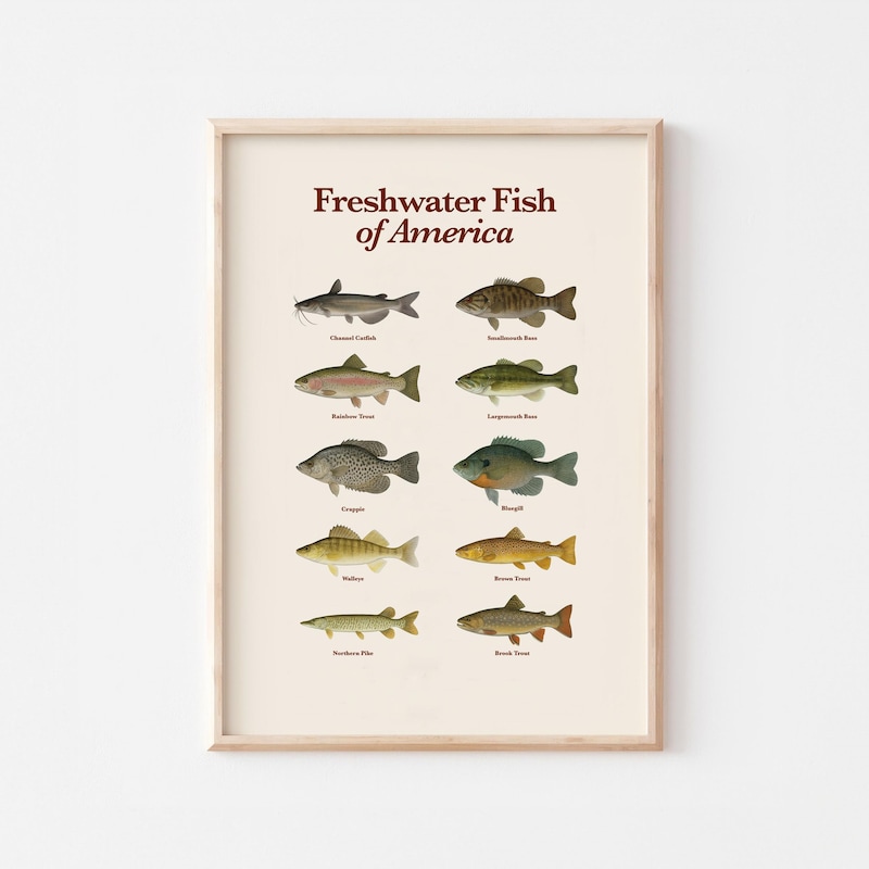 Freshwater Fish - Etsy