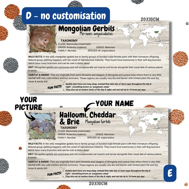 Personalised Gerbil Sticker for Tank/enclosure, Gerbil Accessories ...