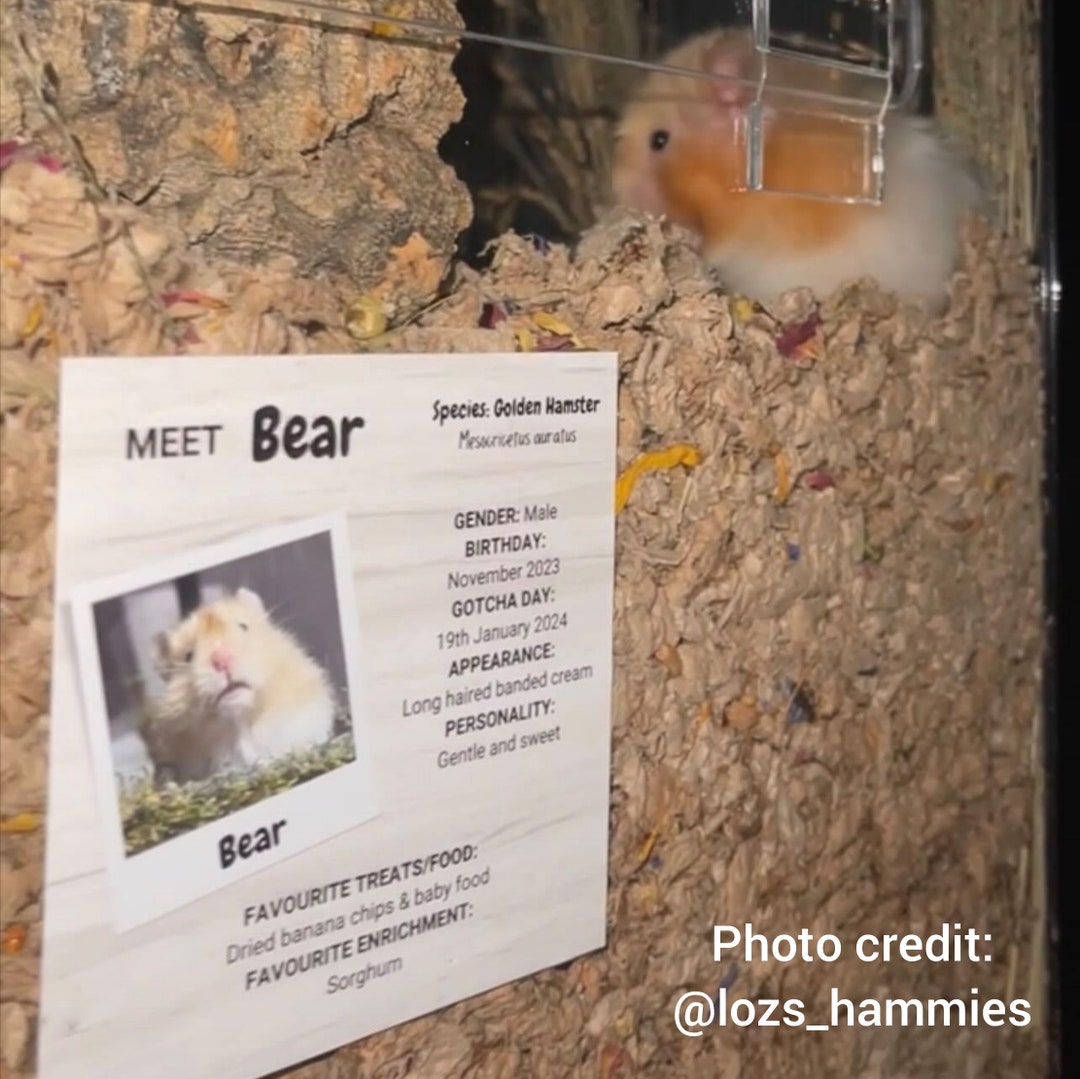 Custom Hamster Sticker for Tank or Enclosure, Hamster Cage Accessories ...