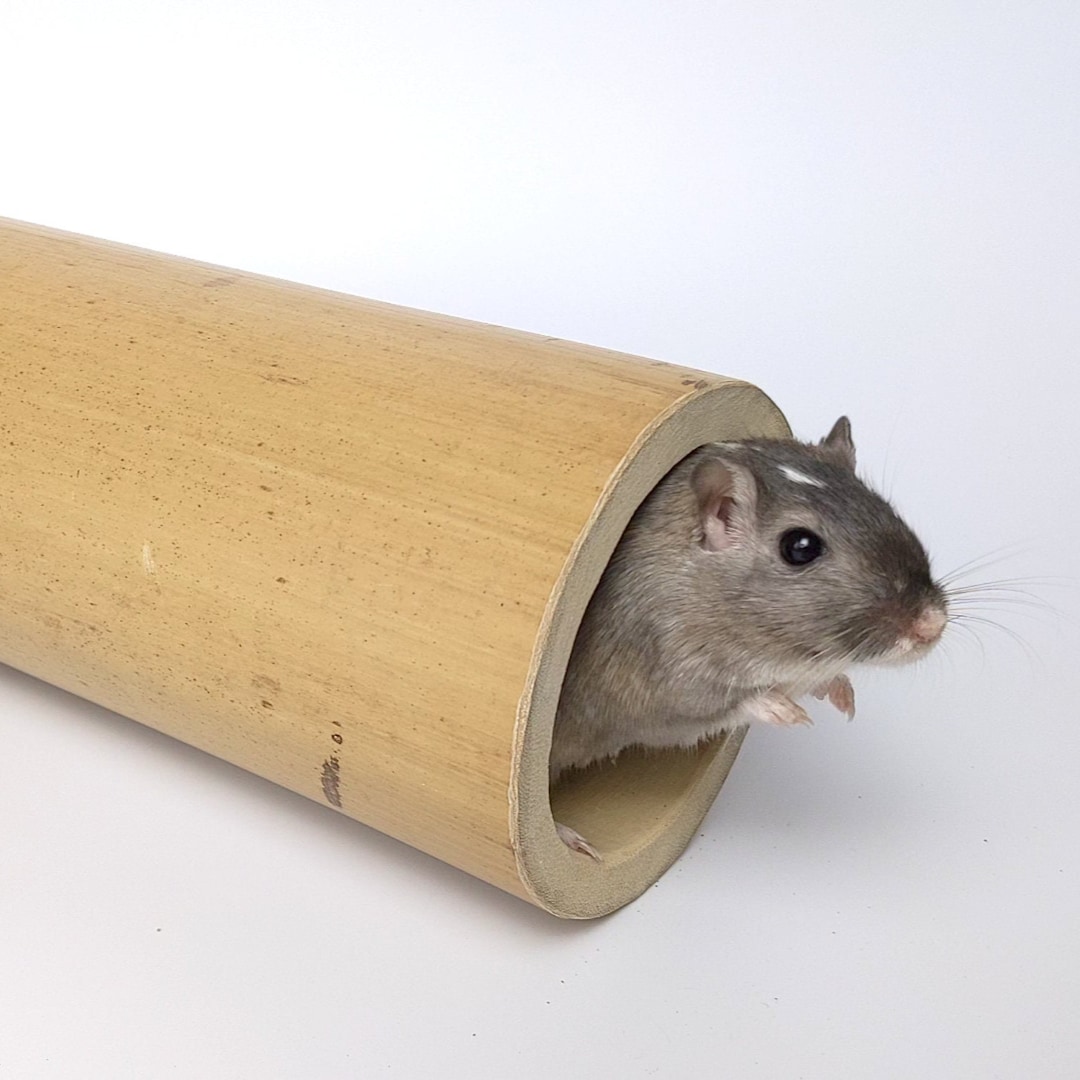 Bamboo Tunnel for Small Pets | Bamboo Tube, Hamster Tunnel, Hamster ...