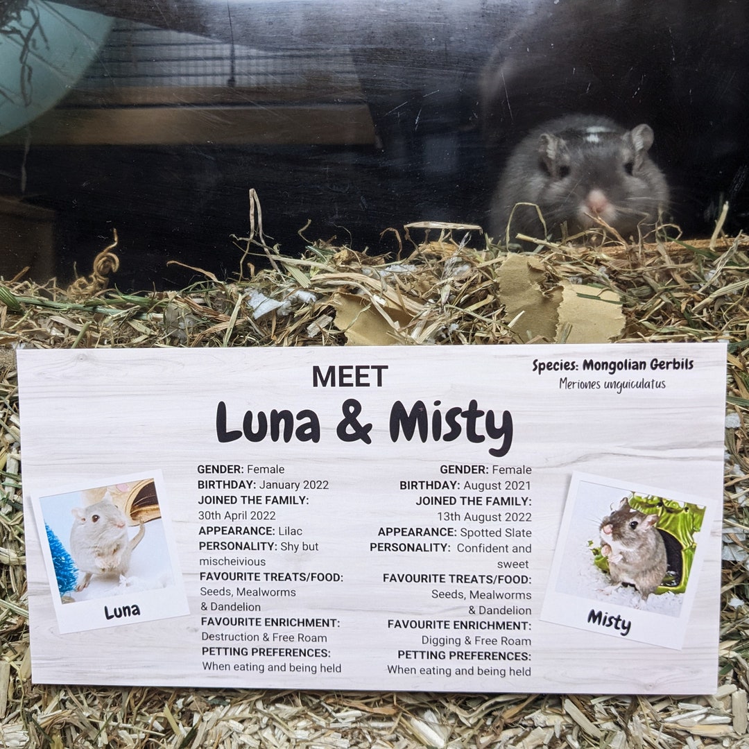 Personalised Gerbil Sticker for Tank/enclosure, Gerbil Accessories ...