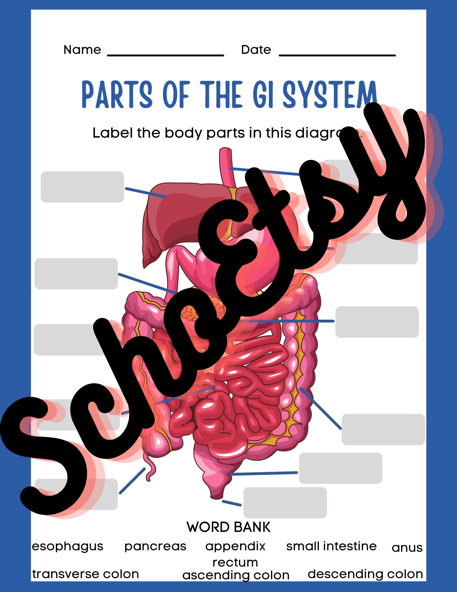 Parts Of Small Intestine Without Labels