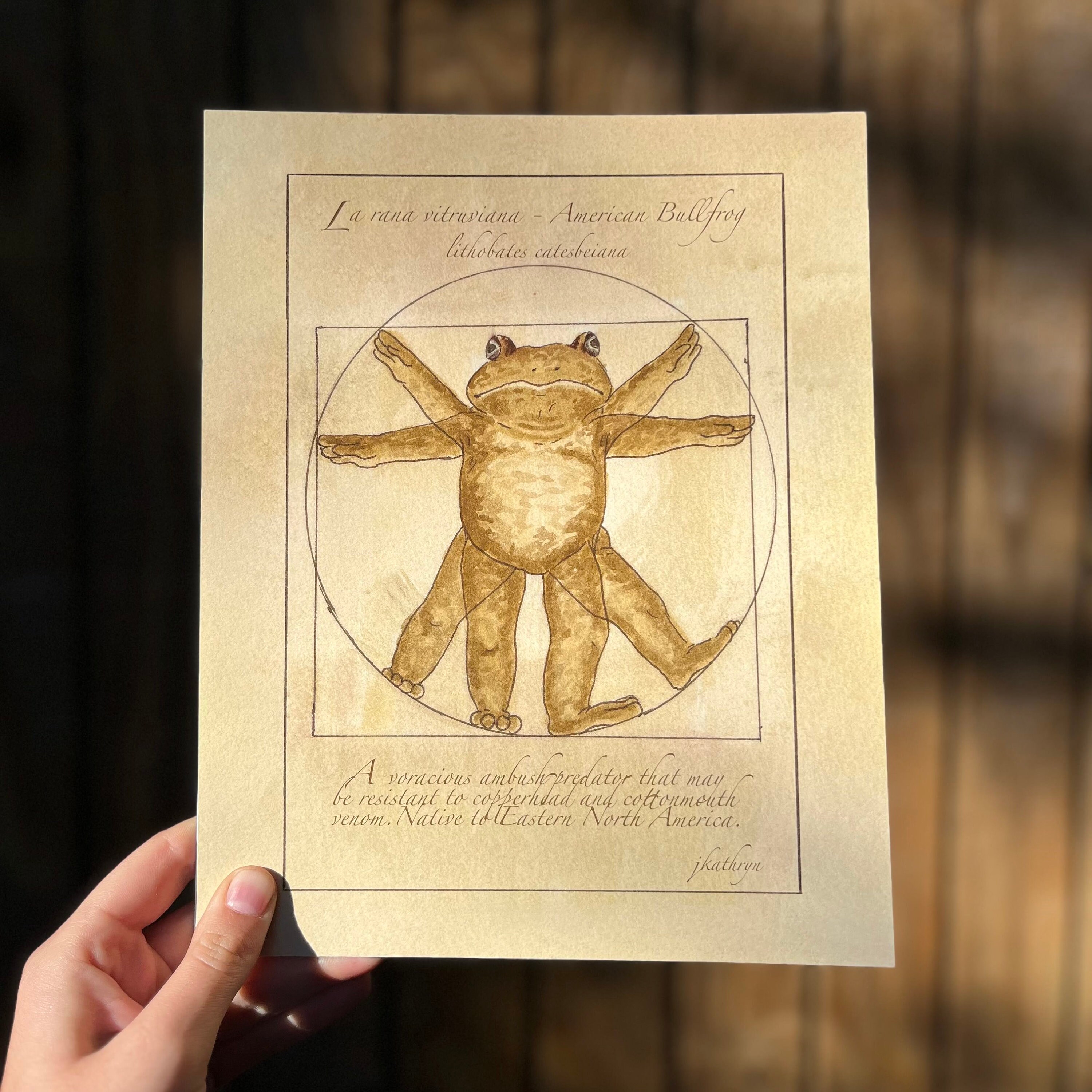 Frog Art Print the American Bullfrog Art Print 5x7 // 8x10 // Poster ...