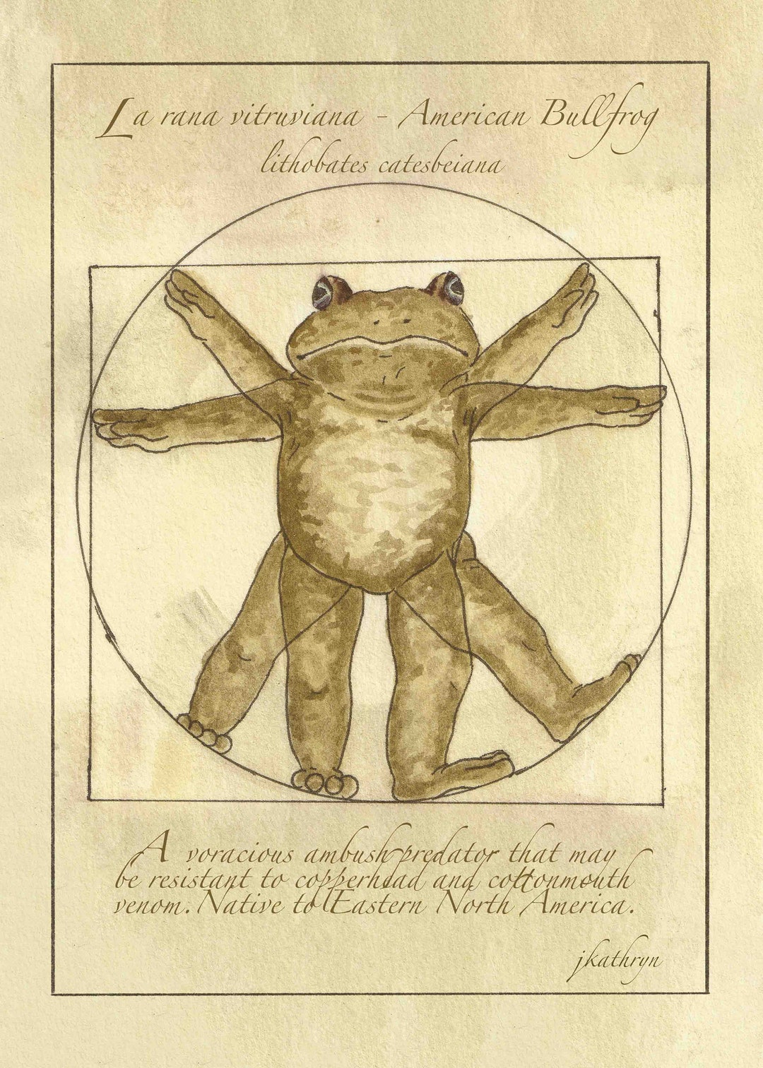 Frog Art Print the American Bullfrog Art Print 5x7 // 8x10 // Poster ...