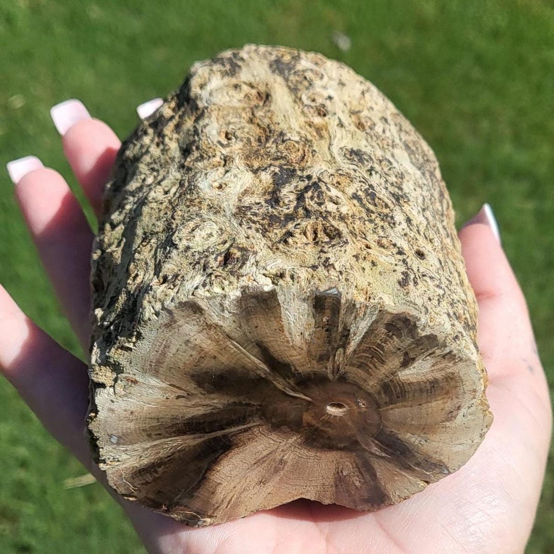 Yule Log Natural Fossilized Wood Branch - Polished Petrified Wood for ...