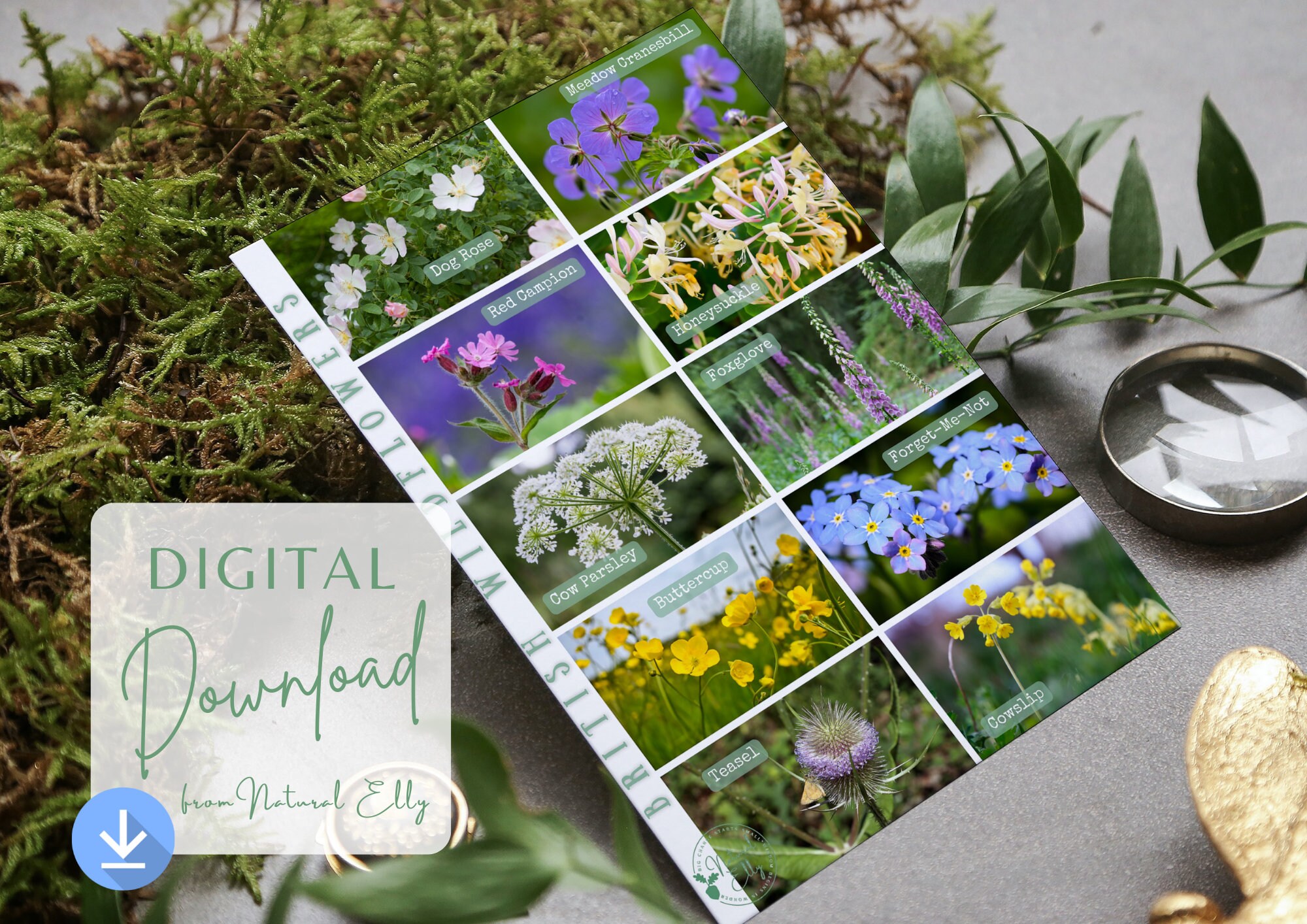 British Wildflower Hunt - Print Your Own Spotter Sheet | Printable ...