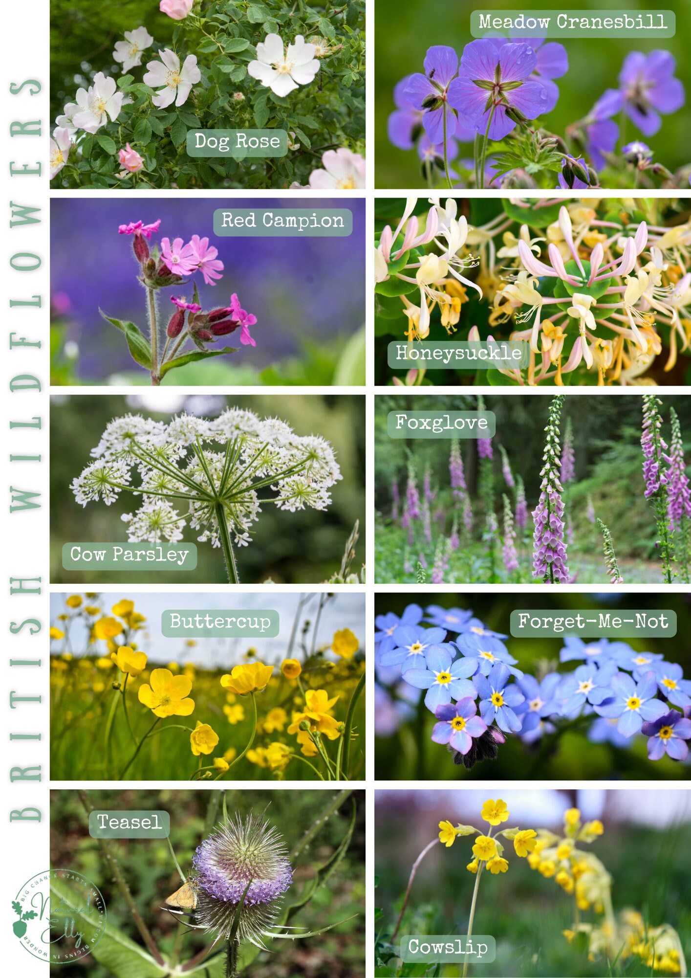 British Wildflower Hunt - Print Your Own Spotter Sheet | Printable ...