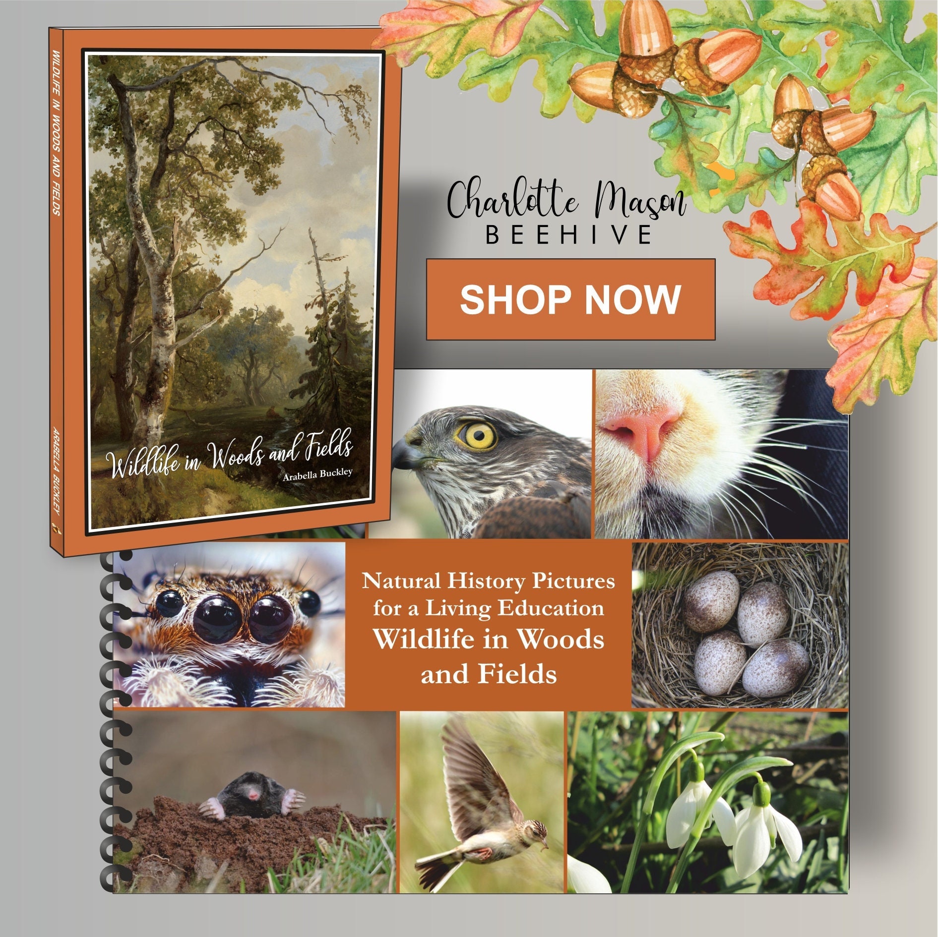 Wildlife in Woods and Fields Bundle - Etsy