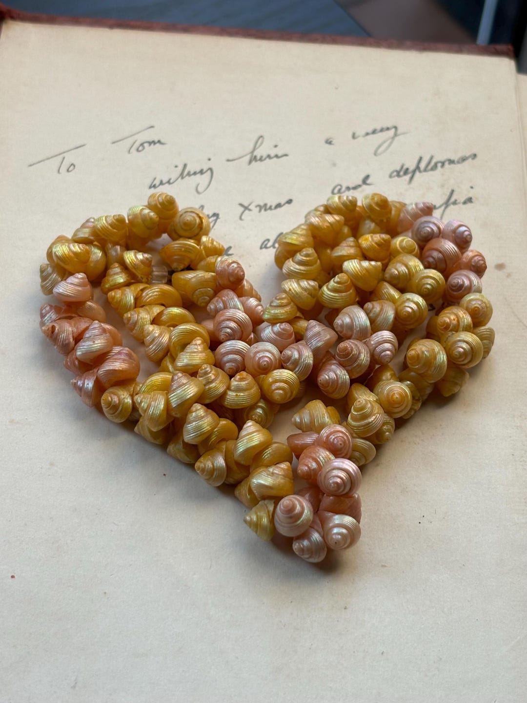 Art Deco Tasmanian Aboriginal Maireener Trochus Shell Rare Pink and ...