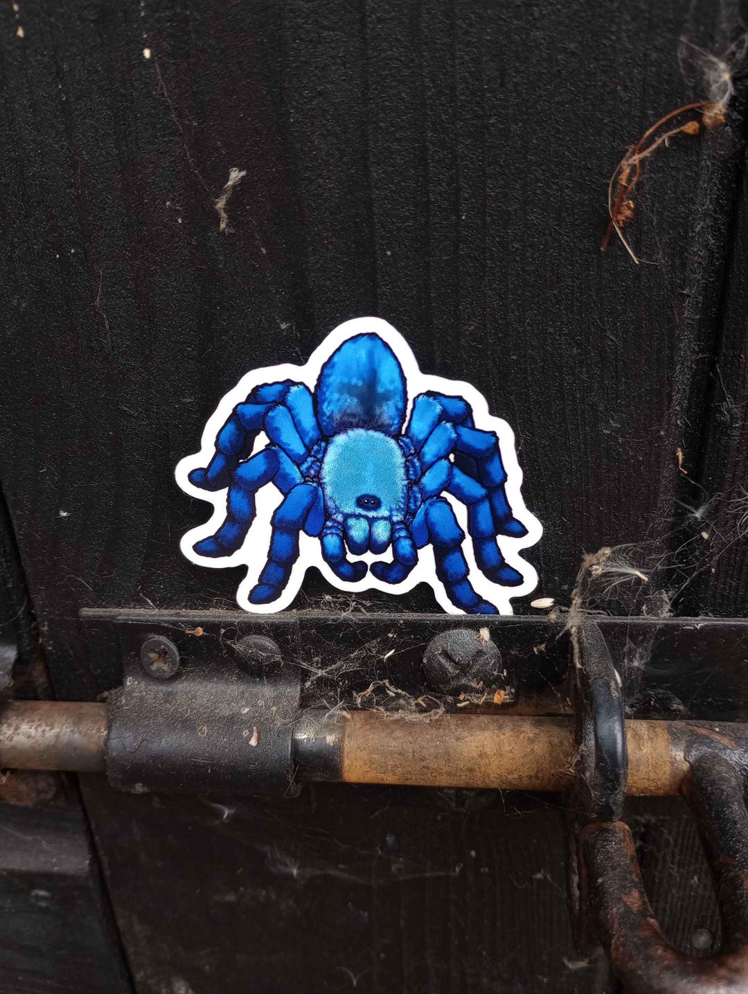 Spider!, Sticker for Bug and Insect Lovers, Gift for Friends and Family ...