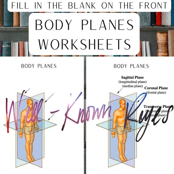 Muscular System, Major Muscles, Anatomy & Physiology, Study Worksheets ...