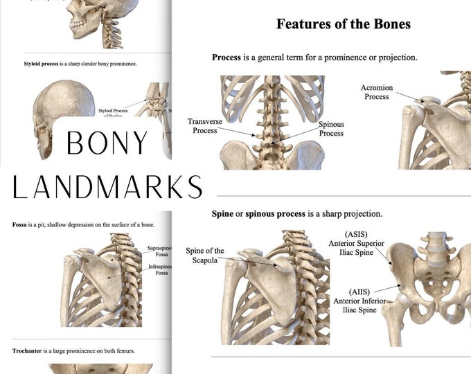 Lymphatic Flow Direction Chart, Lymphatic Drainage Massage Map, Lymph ...