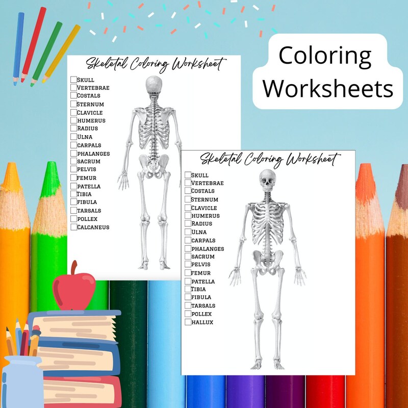 Skeletal System Coloring - Etsy
