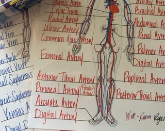 Circulatory and Heart Anatomical Chart - Etsy