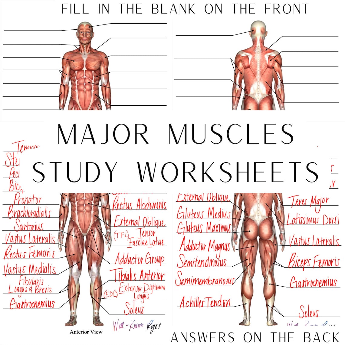 Muscular System Major Muscles Anatomy & Physiology Study | Etsy Canada