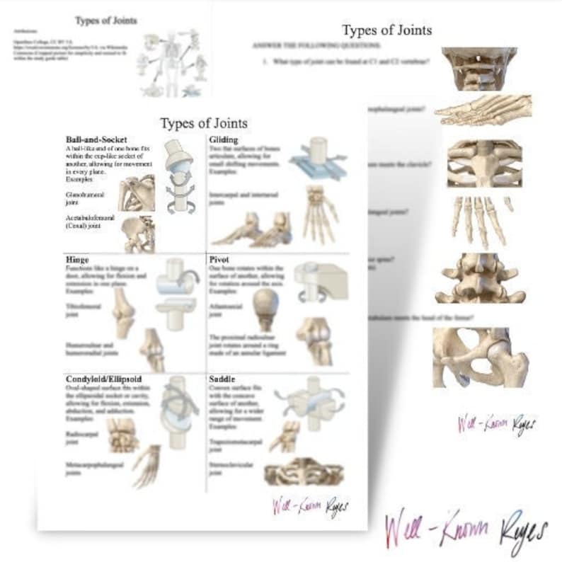 Type of Joints Study Guide Worksheet, Synovial Joints, Massage Therapy ...