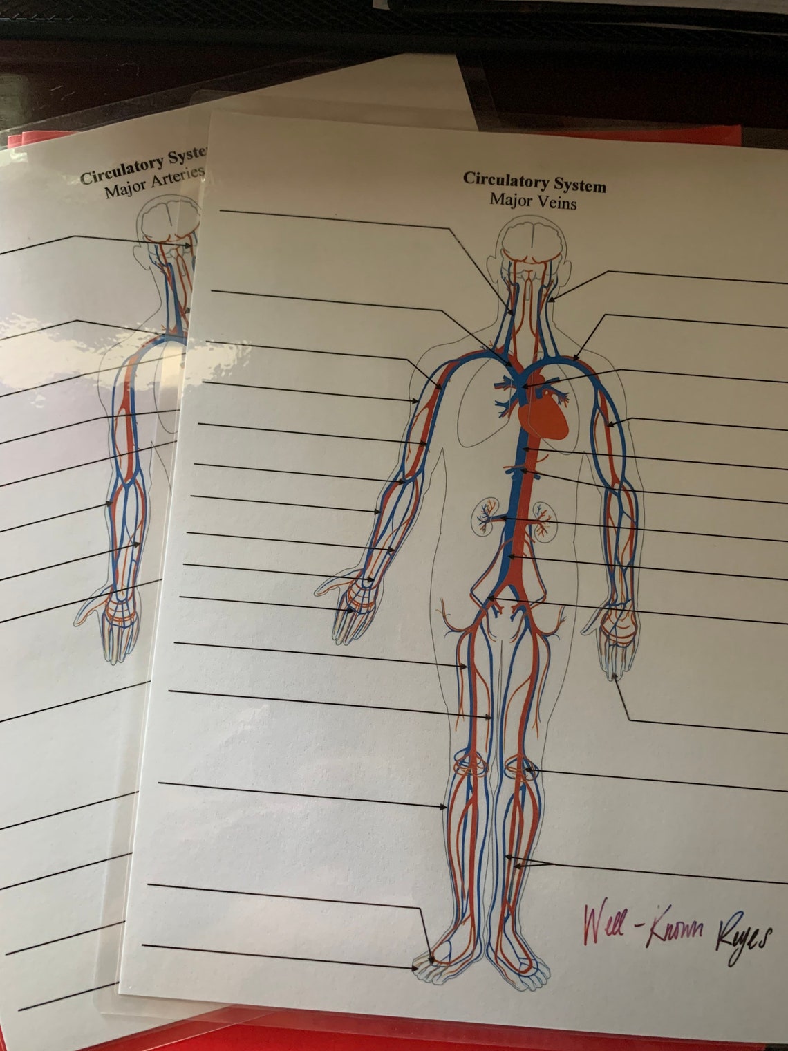 Circulatory System: Major Arteries, Major Veins, Dry Eraser Worksheets ...