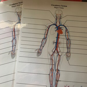 Circulatory System: Major Arteries, Major Veins, Dry Eraser Worksheets ...