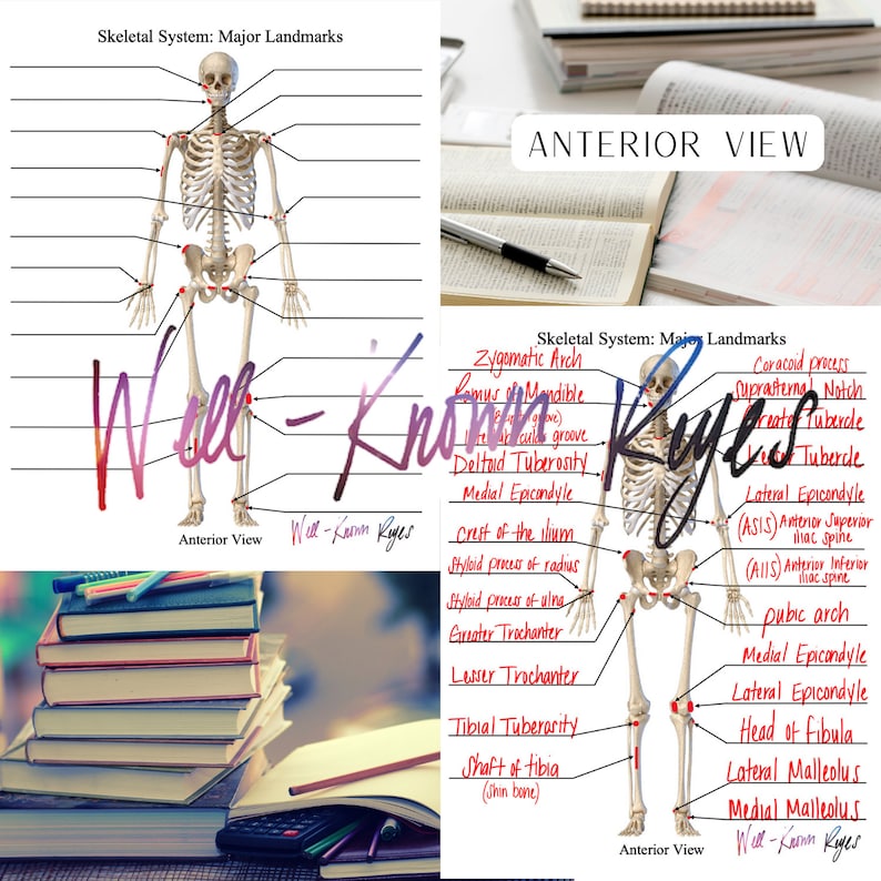 Skeletal System, Major Landmarks, Bony Landmarks, Anatomy & Physiology ...