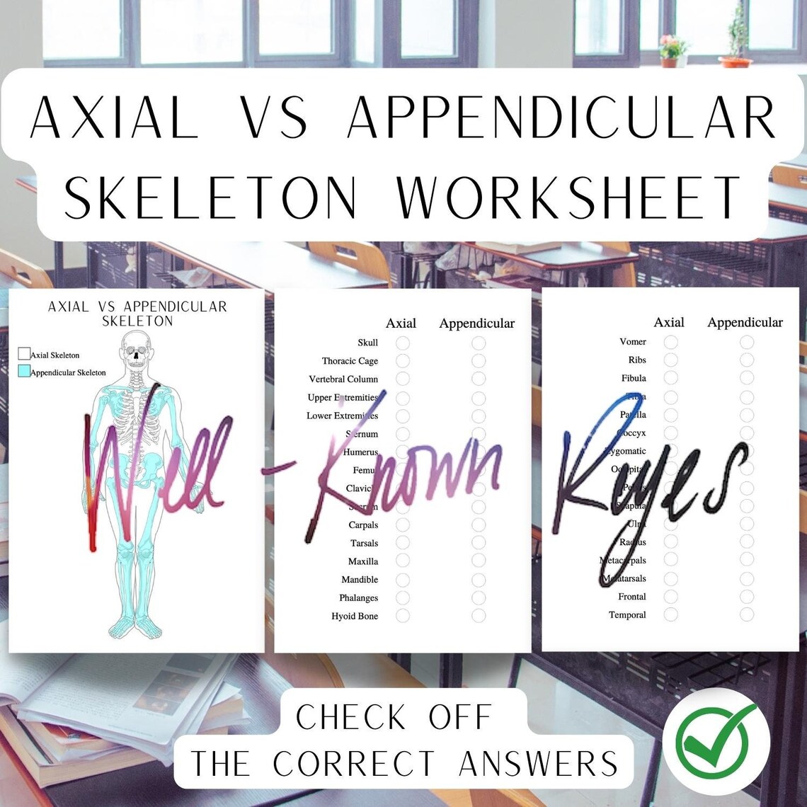 Axial Vs Appendicular Skeleton Worksheet, Anatomy & Physiology ...
