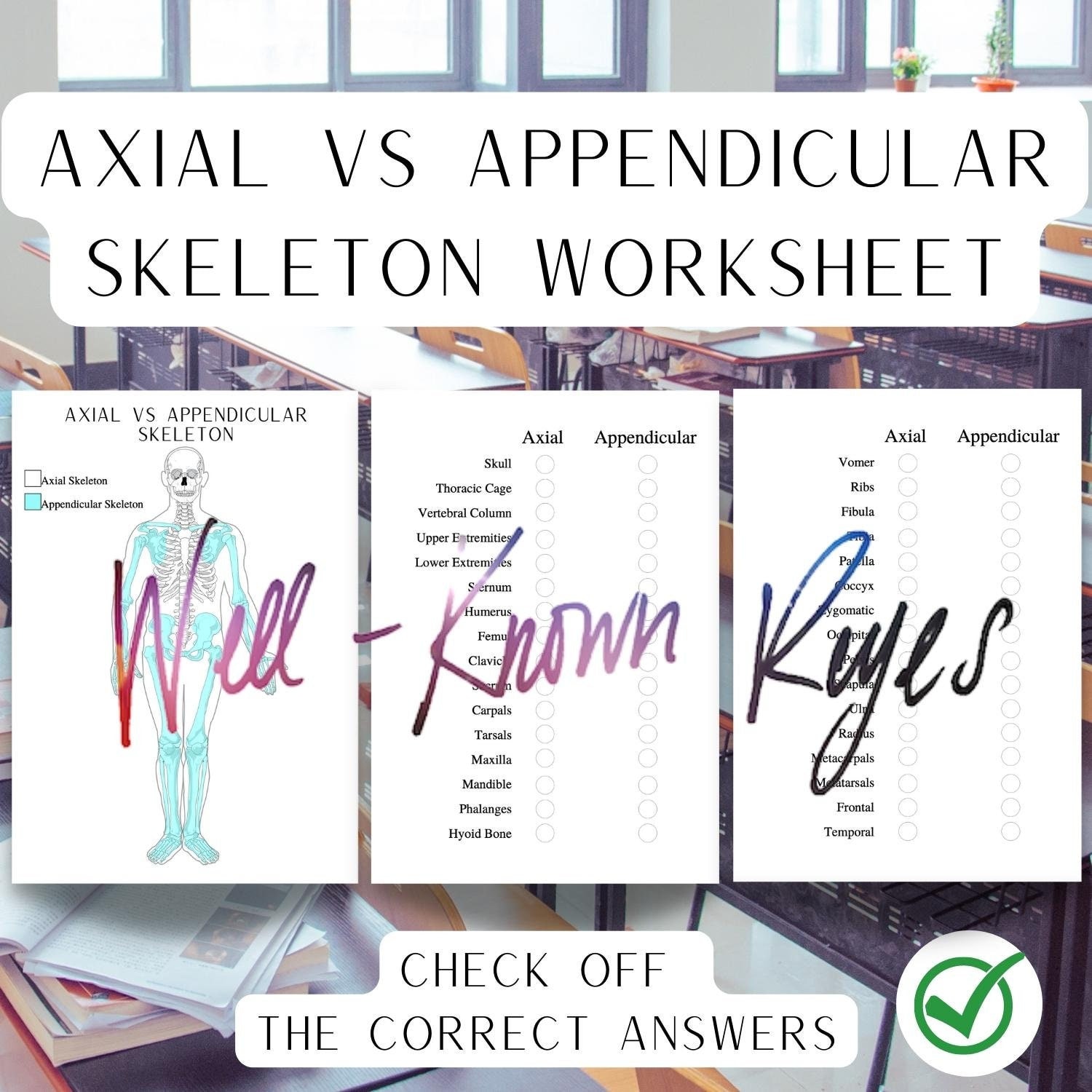 Axial Vs Appendicular Skeleton Worksheet, Anatomy & Physiology ...