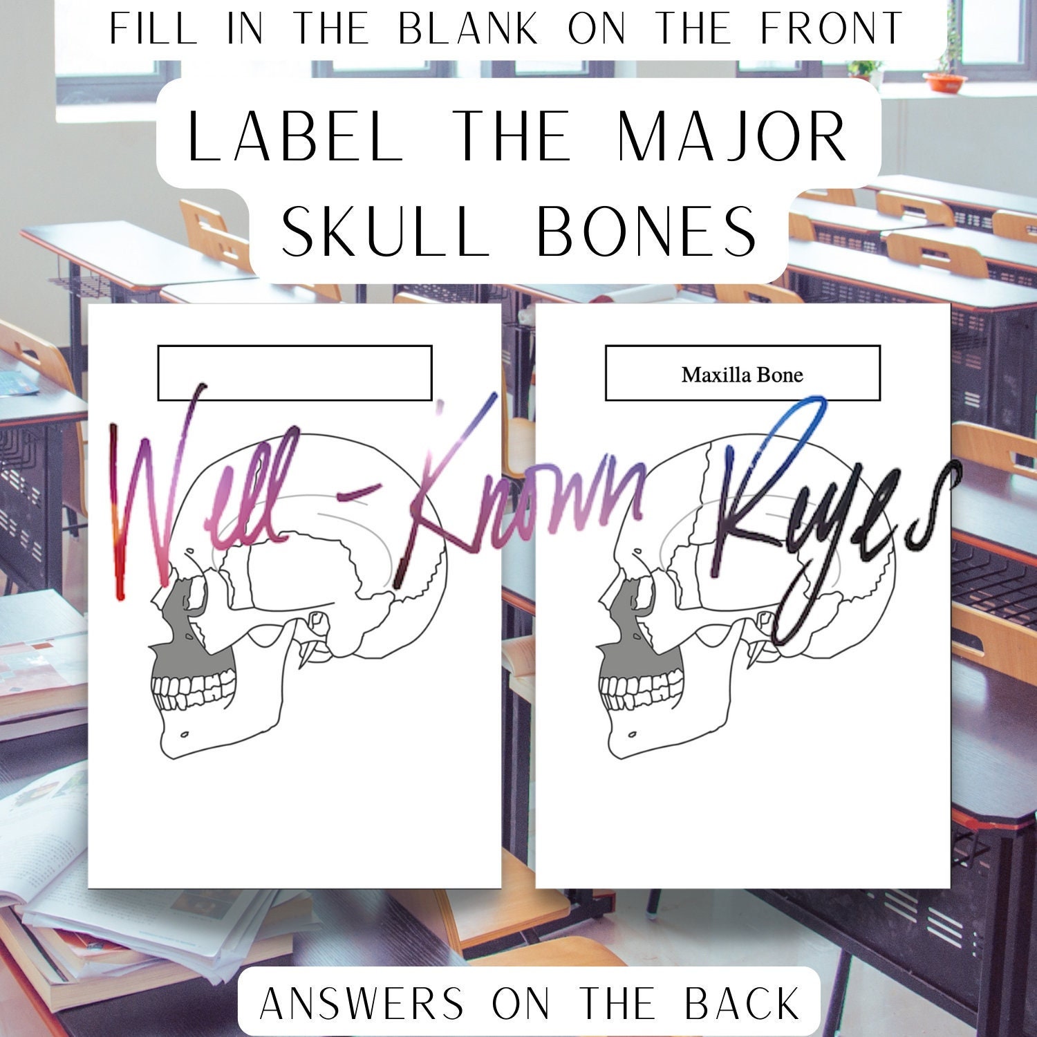 Label the Major Bones of the Skull, Cranial Bones, Digital Worksheets ...