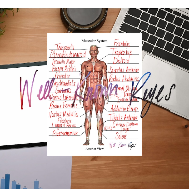 Muscular System, Major Muscles, Anatomy & Physiology, Study Worksheets ...