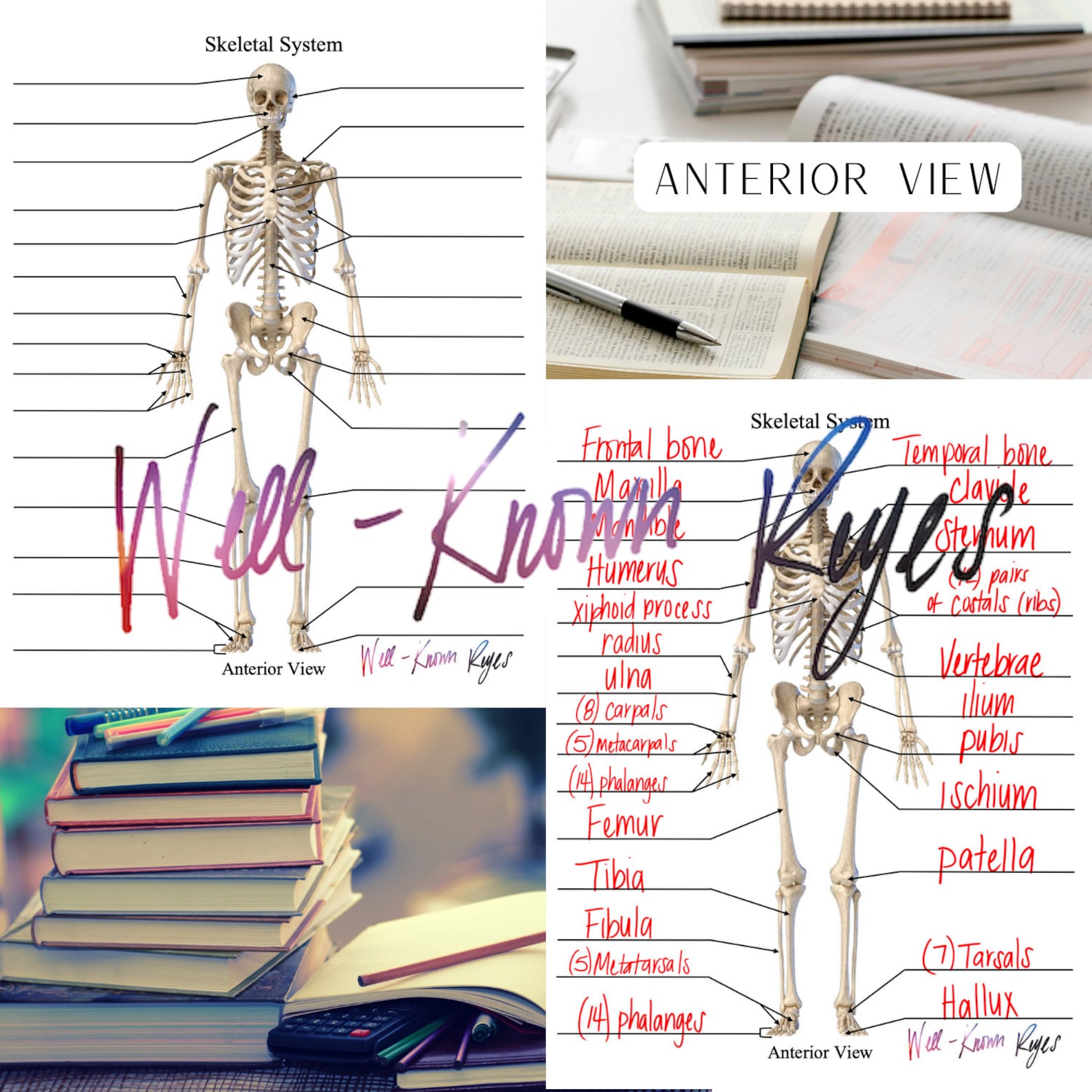 Skeletal System, Major Bones, Anatomy & Physiology, Study Worksheets ...