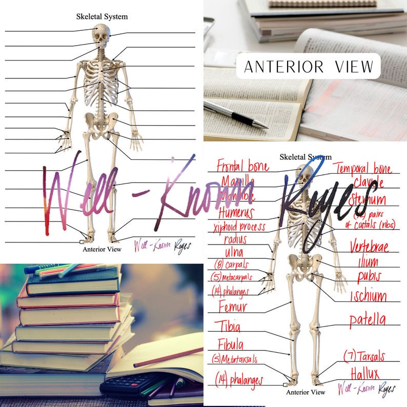 Skeletal System, Major Bones, Anatomy & Physiology, Study Worksheets, Digital Download, Anterior ...