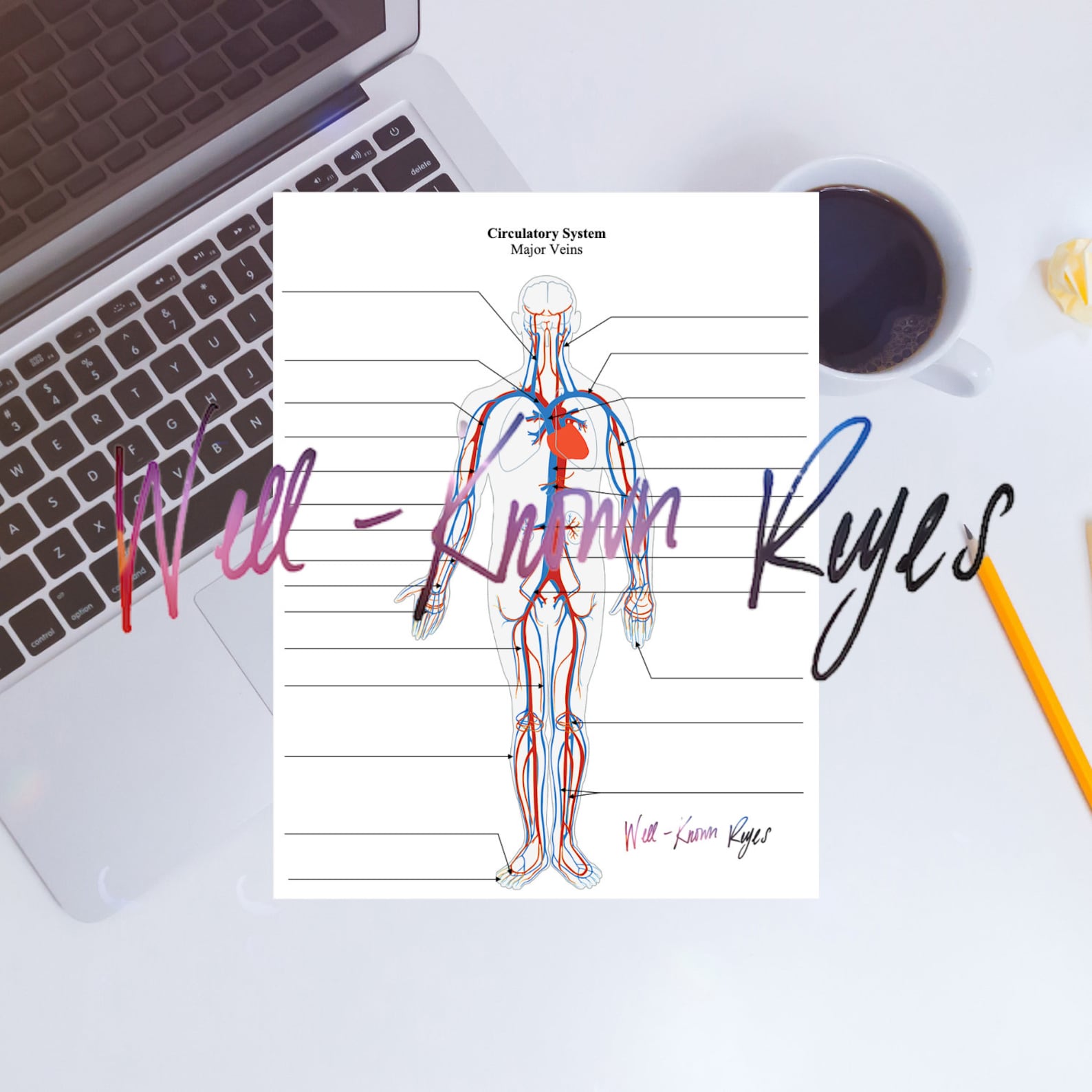 Circulatory System Major Arteries & Major Veins | Digital Worksheets ...