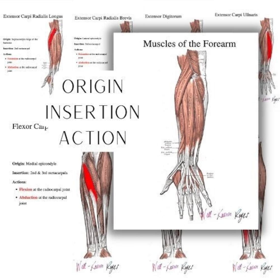 Flexors and Extensors of the Wrist and Fingers, Muscles of the Forearm ...