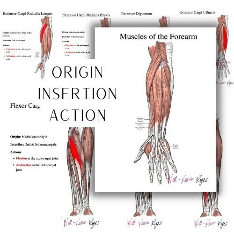 Flexors And Extensors Of The Wrist And Fingers Muscles Of The Forearm