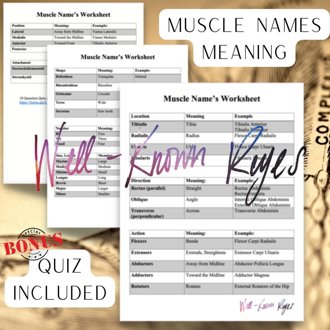 Muscle Names' Study Guide, Understand the Muscular System's Location ...