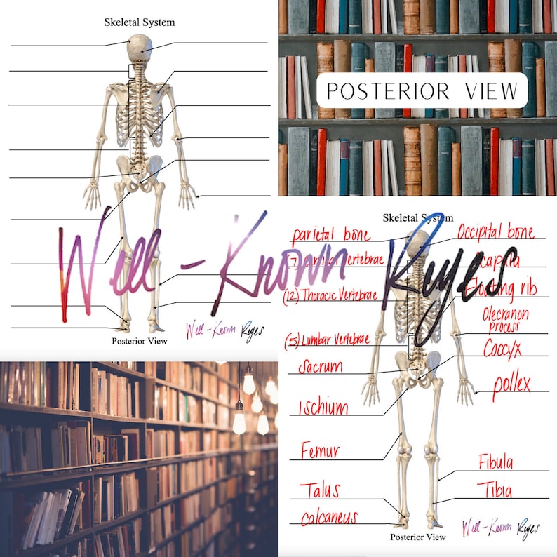 Skeletal System, Major Bones, Anatomy & Physiology, Study Worksheets ...