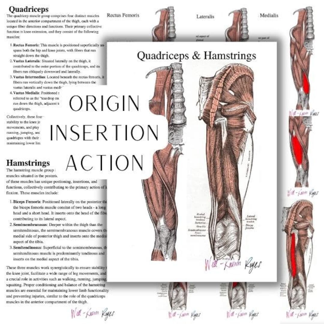 Quadriceps and Hamstrings Worksheet and Study Guide, Muscles of the ...