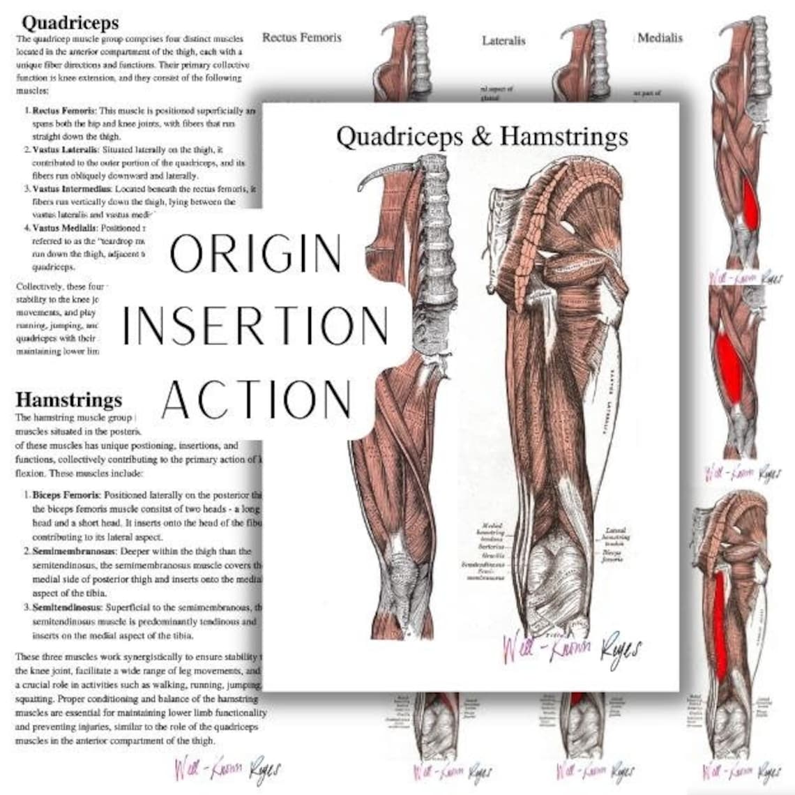 Quadriceps and Hamstrings Worksheet and Study Guide, Muscles of the Thigh, Origins, Insertions ...