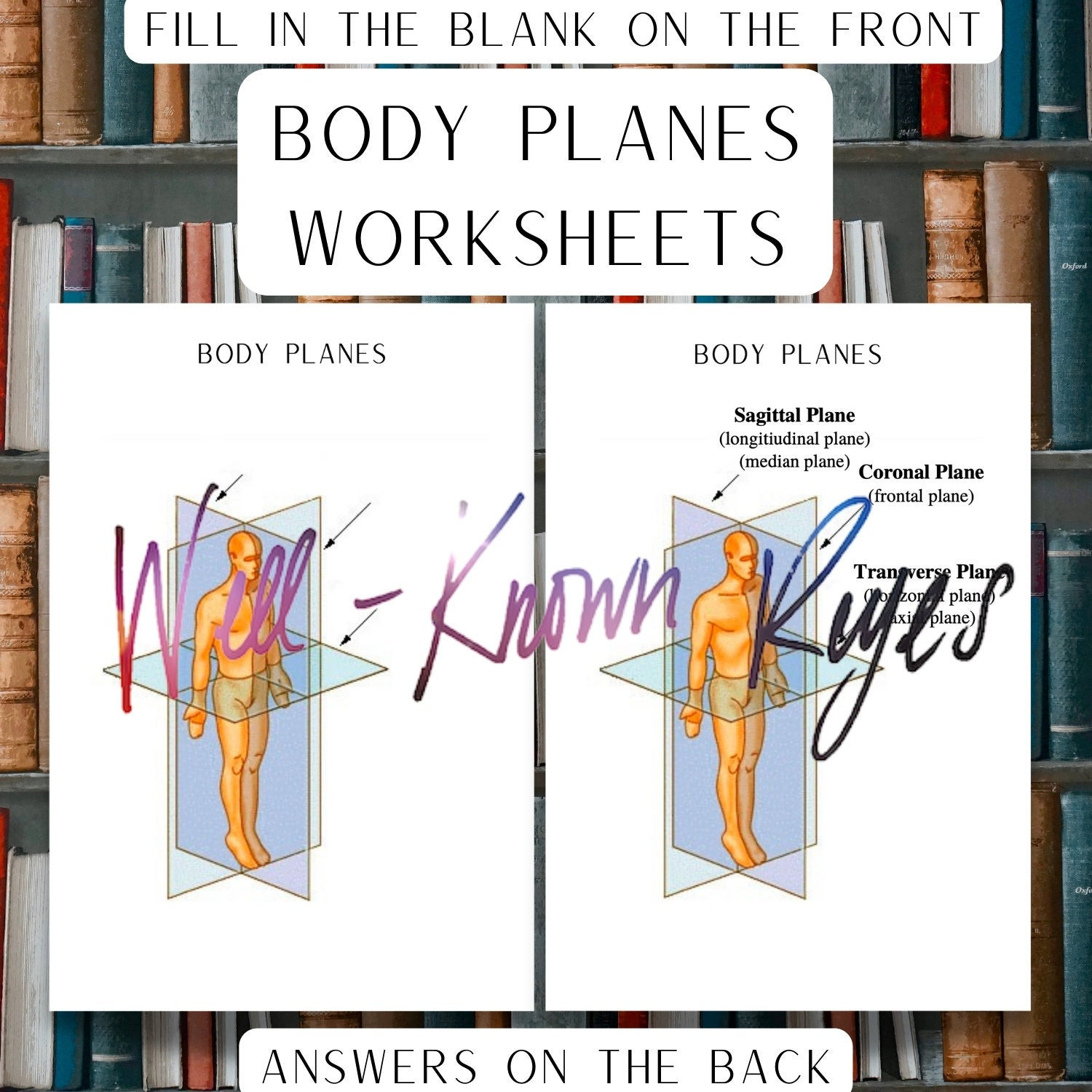 Anatomical Planes Worksheet