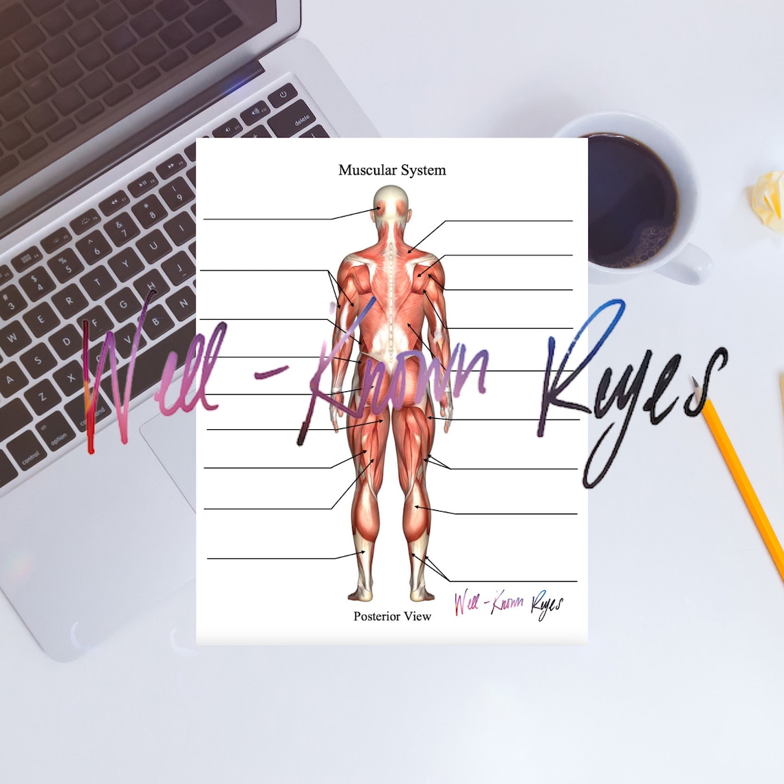 Muscular System, Major Muscles, Anatomy & Physiology, Study Worksheets ...
